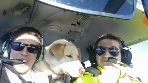 Quebec flies for Pilots N Paws Canada | Réalité Animale | Blogue sur la ...