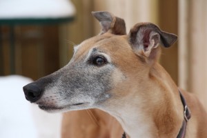 Lévriers en attente d'adoption | Réalité Animale | Blogue sur la vie ...